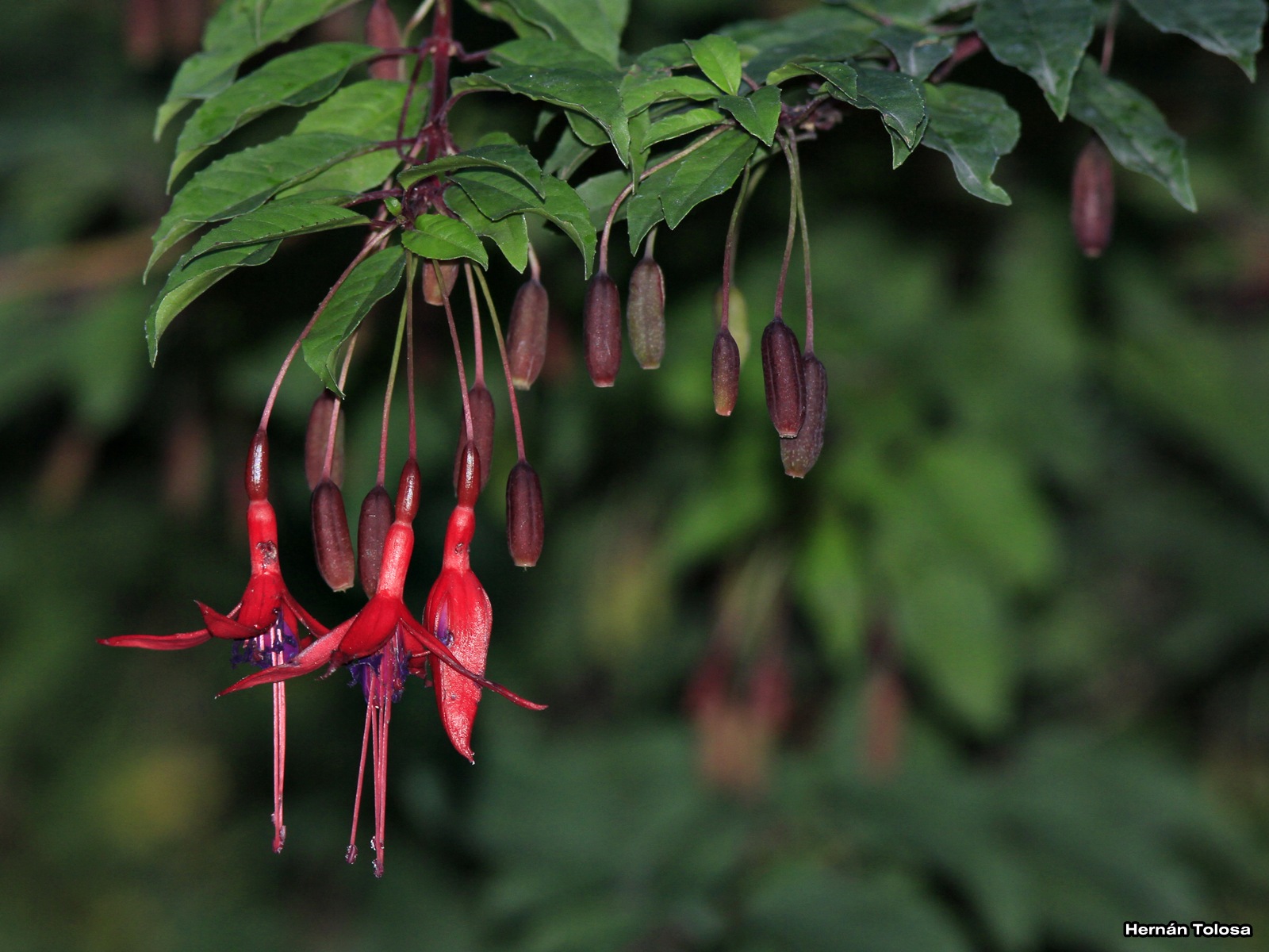 Flora Bonaerense: Chilco (Fuchsia magellanica)