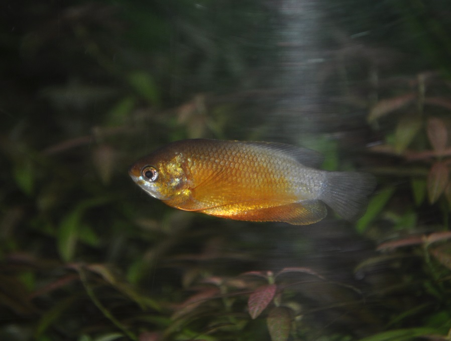 ZOOTOGRAFIANDO (6.100 ANIMALS): COLISA DE LABIOS GRUESOS (Trichogaster ...