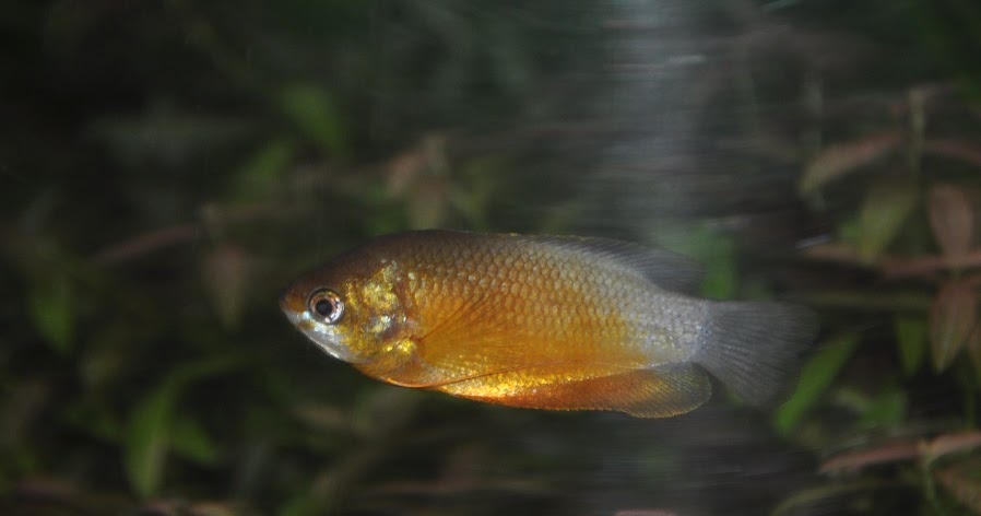 ZOOTOGRAFIANDO (6.100 ANIMALS): COLISA DE LABIOS GRUESOS (Trichogaster ...