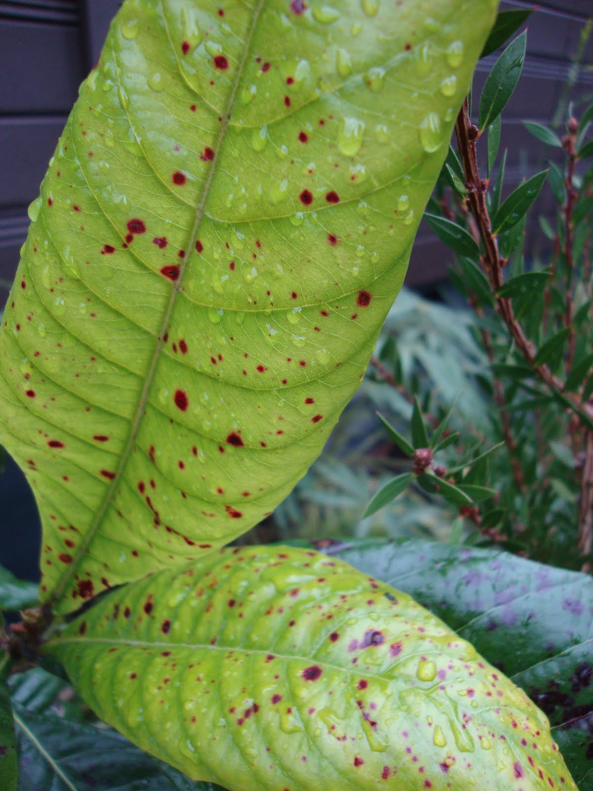 danger garden: What’s wrong with my Loquat?