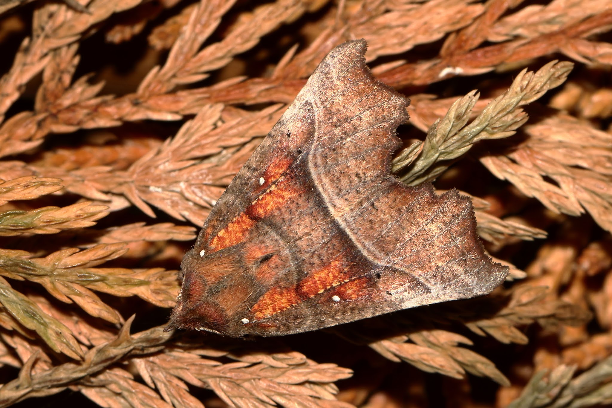 Butterflies, Dragonflies, Moths & other Insects: Herald Moth