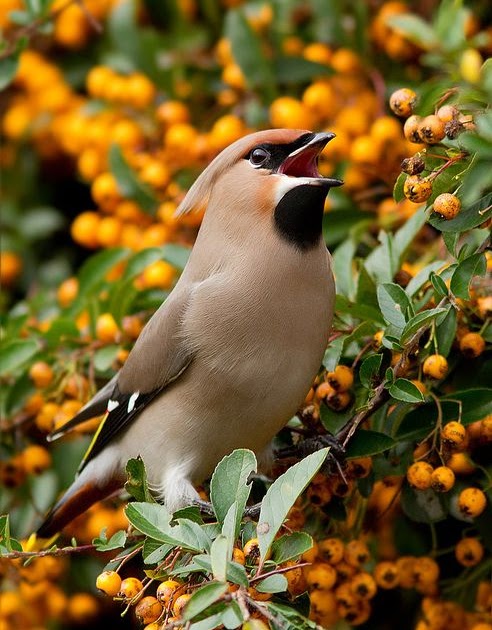 Dharmo Rakshathi Rakshitha:: Sri Guru Gita – Sri Skandhapuranam ...
