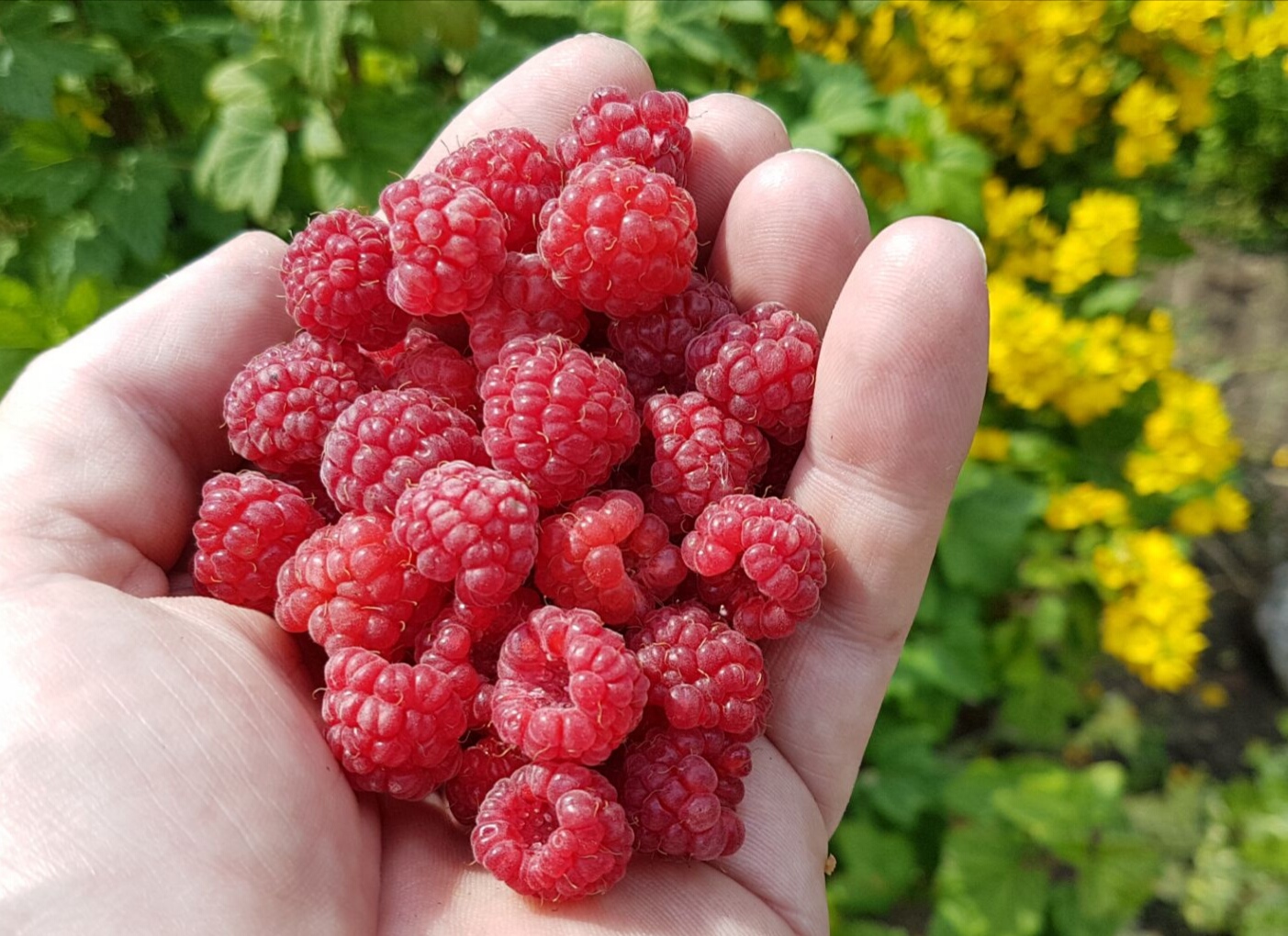 Palstalta terve!: Vadelmat ovat kypsymässä