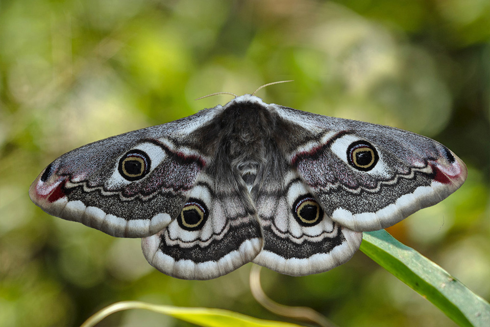 European Moth Gallery 1 | BugsAlive