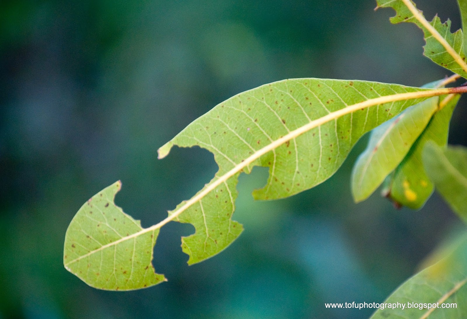 Tofu Photography: A leaf half-eaten by insects at Gapuwiyak, Northern ...
