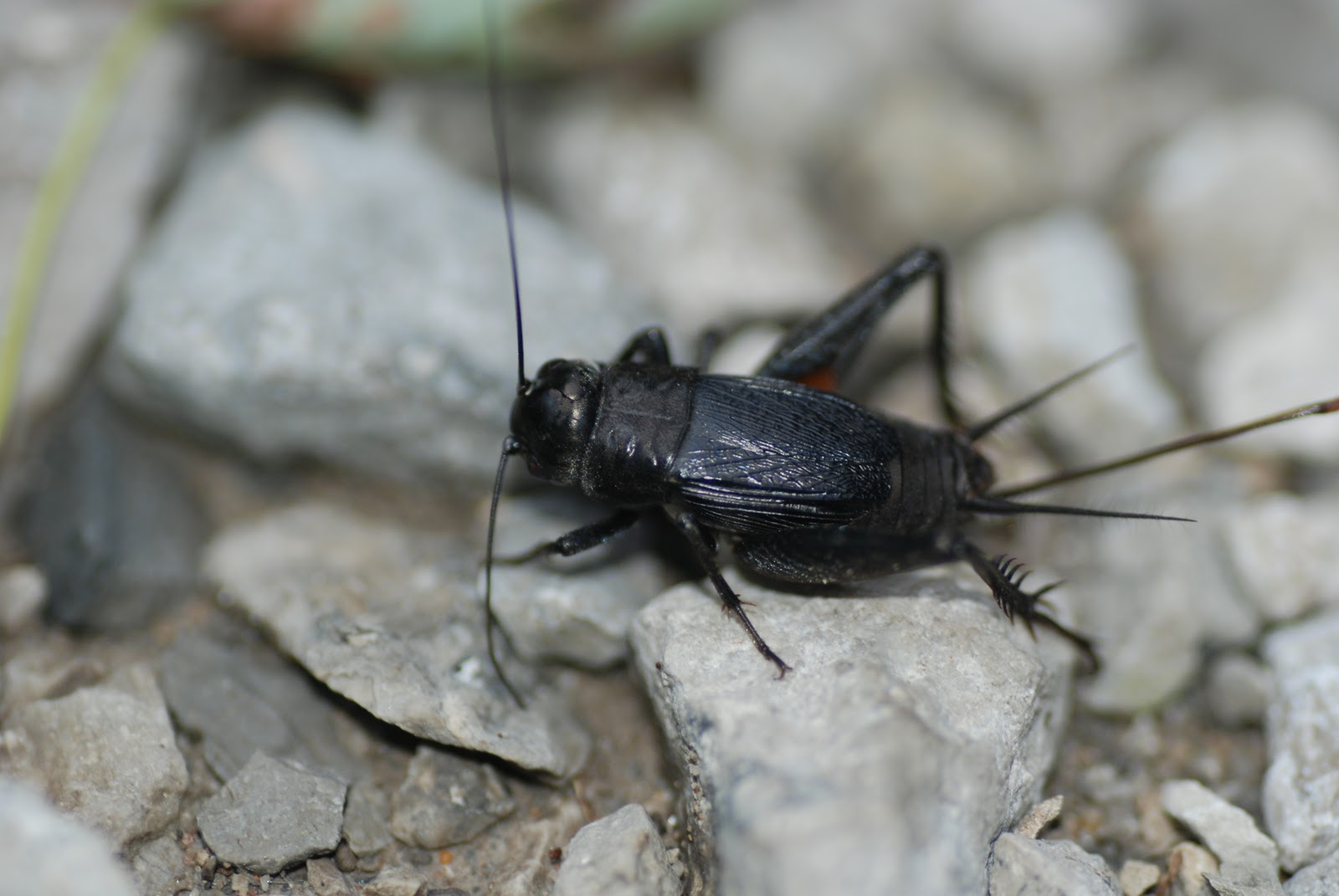 Black Field Cricket - Insects Morphology