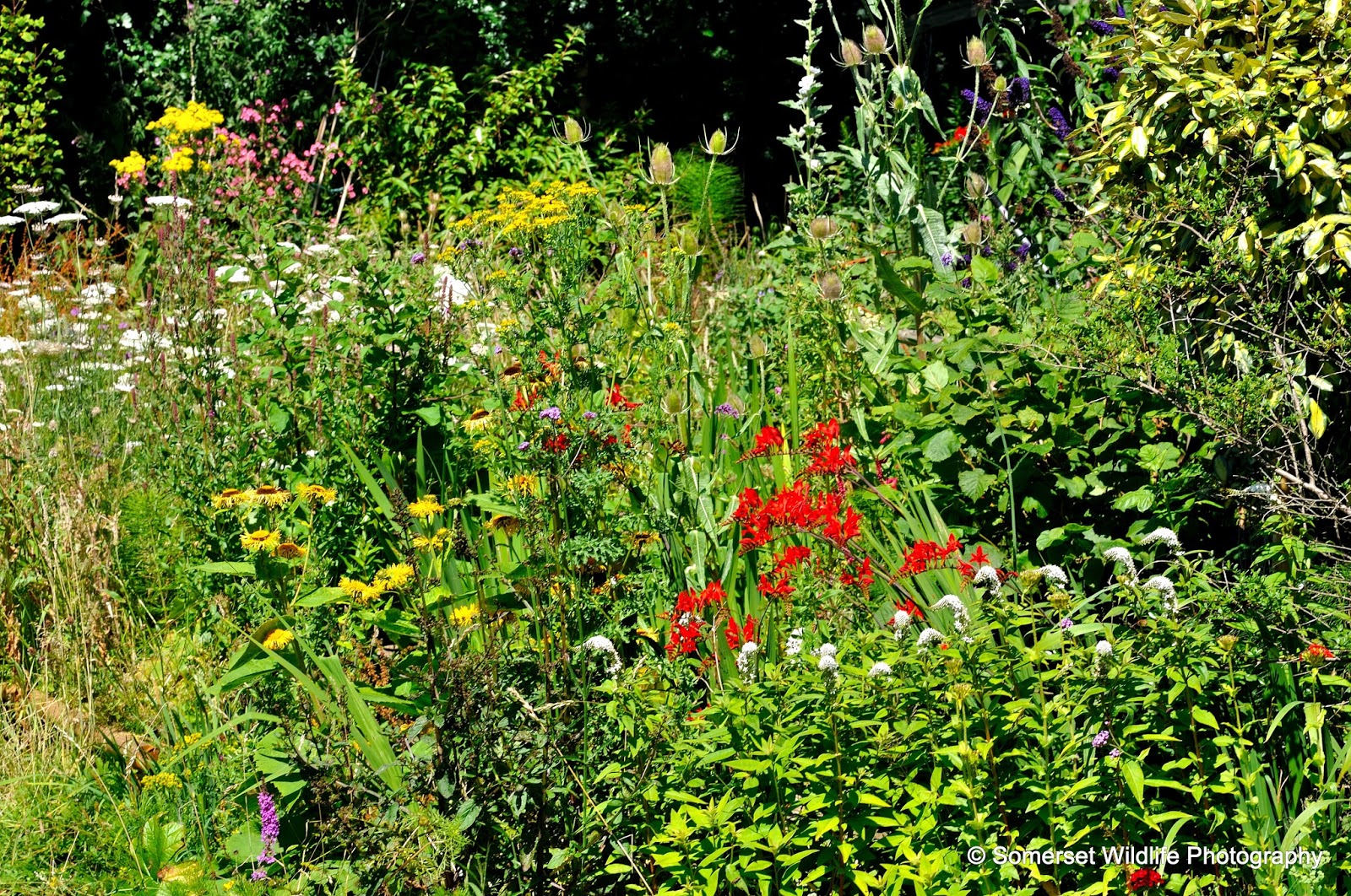 Higgy's Garden Project..... As Seen on BBC Springwatch