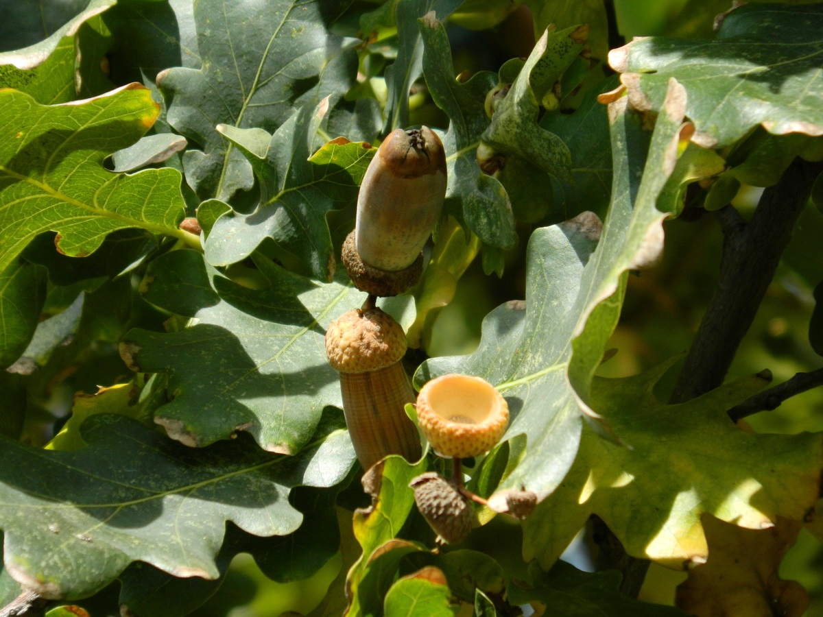 LA MULTI ANI, ROMANIA!: Ghinda