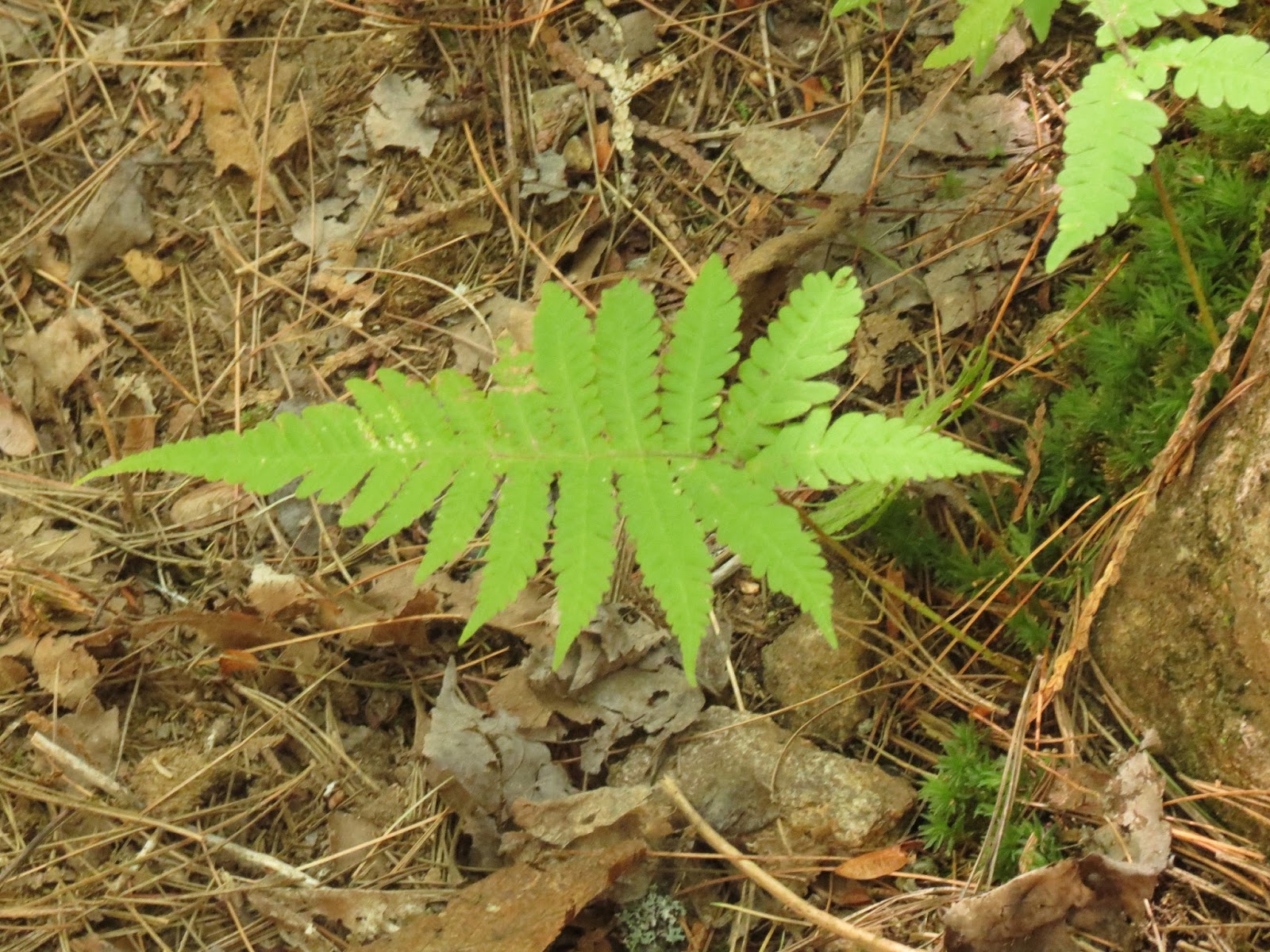 Winged Things: Ferns