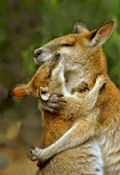 Kangaroo Hug, Australia | Birds and Animals Collection