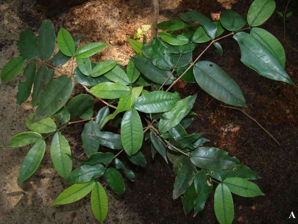 Species New to Science: [Botany • 2018] Memecylon travancorense ...