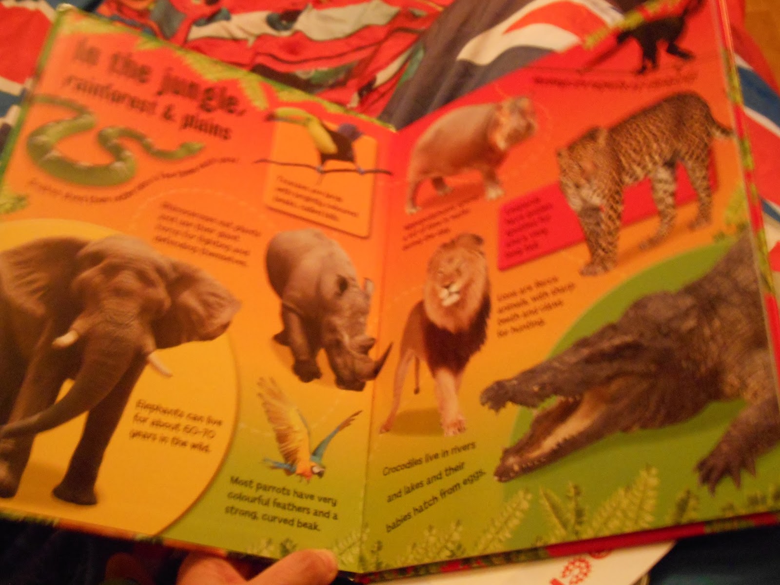 Madhouse Family Reviews: Picture book review : My Big Animal Book