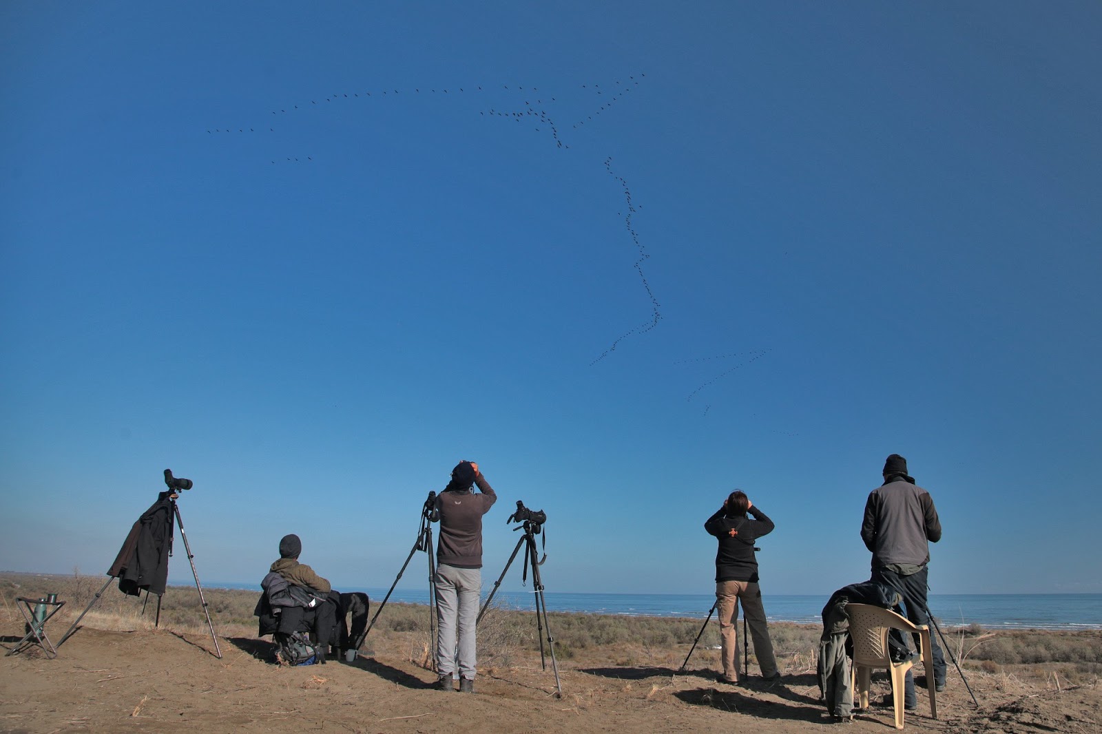 Birding Azerbaijan: Late October / early November impressions by ...