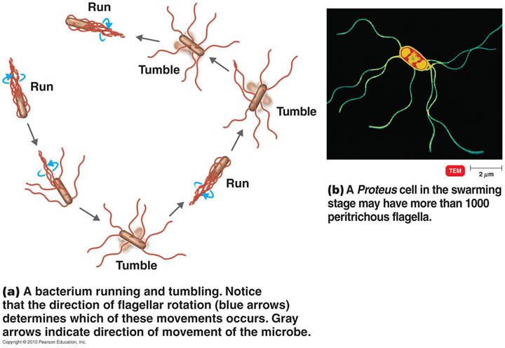 All about microbes!: Cell wall and membrane structure of prokaryotes ...