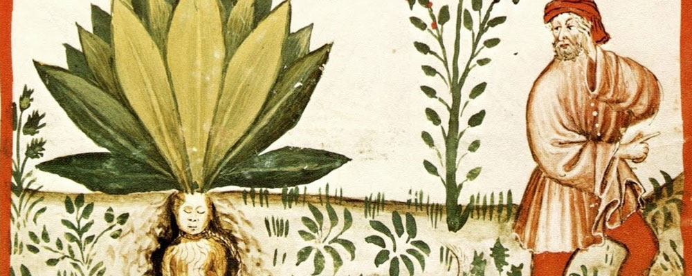 HISTORIA DE LAS PLANTAS III
