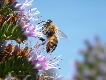 Feral Bee: May Day bees