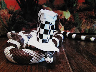 Zoofari Reptiles: Meet the Animals