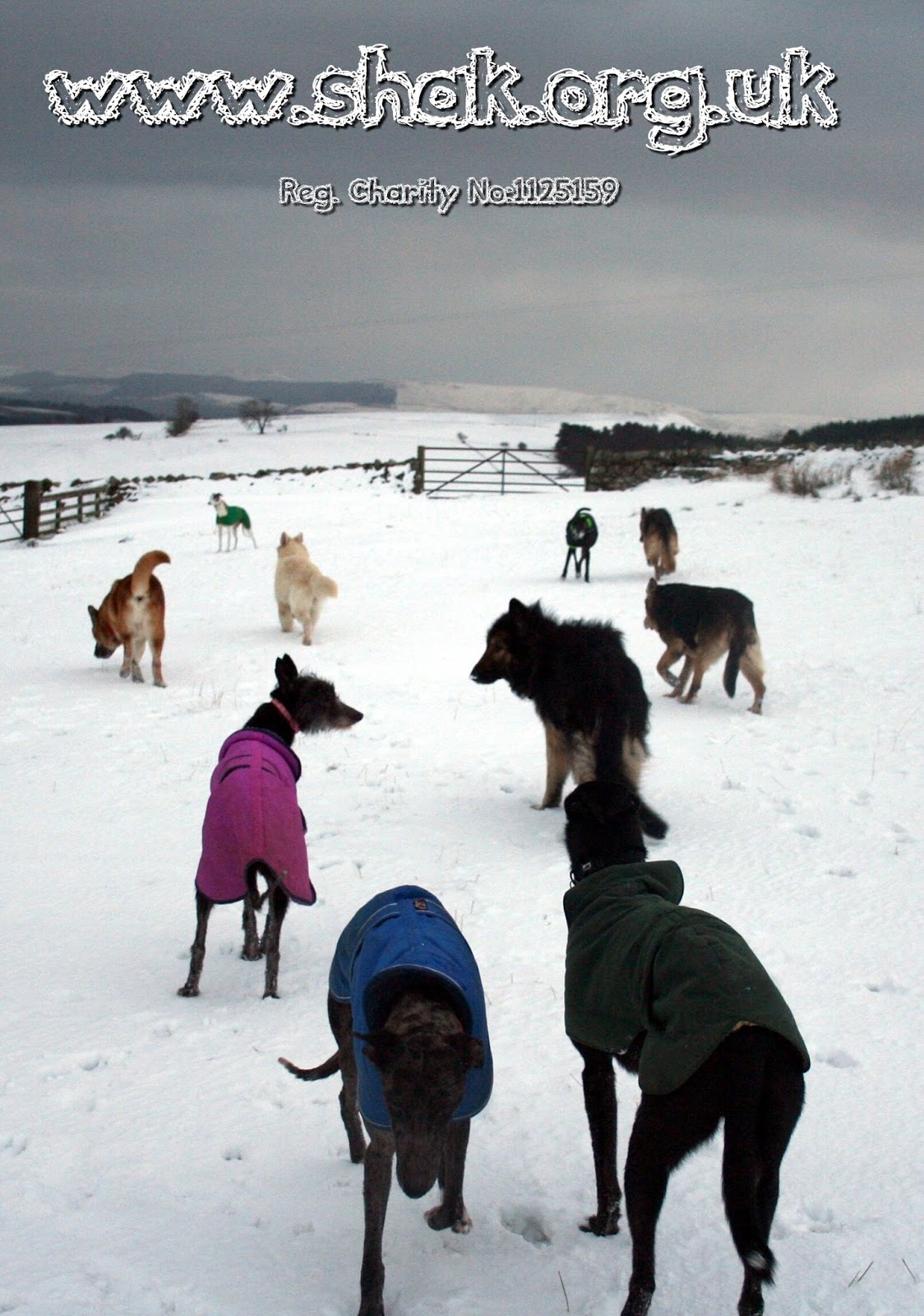 "It's A Dog's Life"..... SHAK (Safe Homes And Kindness): Official 2014 ...