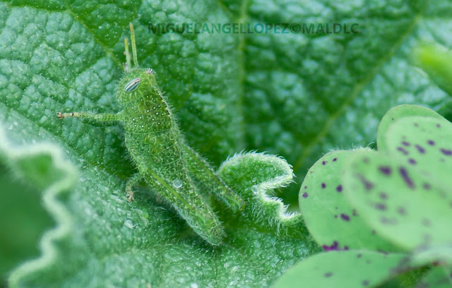 Perimetros--Flora y Fauna de Rota(Cadiz): Cigarrón, Langosta ...