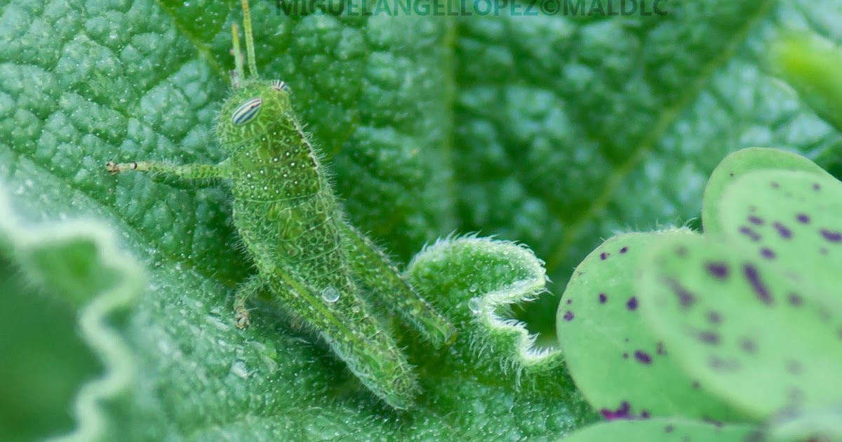 Perimetros--Flora y Fauna de Rota(Cadiz): Cigarrón, Langosta ...