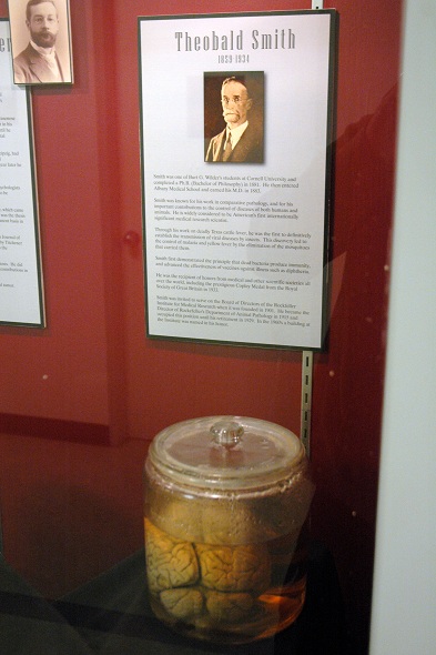 OTIS (Odd Things I've Seen): The New York Grimpendium: Wilder Brain ...