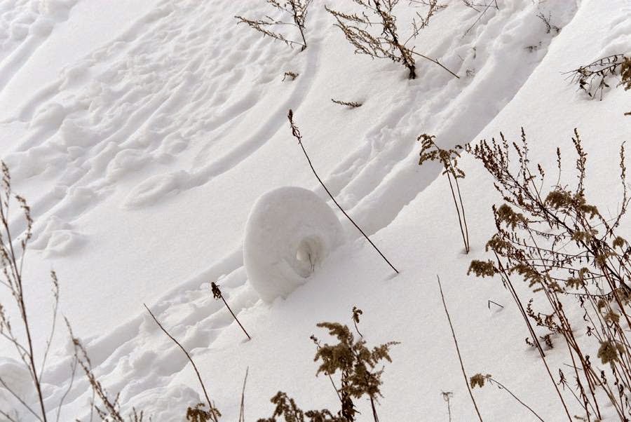 Snow Rollers: Nature’s Winter Treat ~ Kuriositas