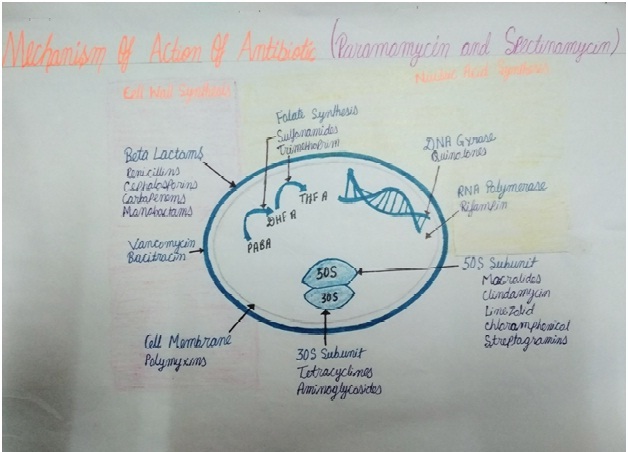 Pharmacology of Drugs: paromomycin-Mechanism of action