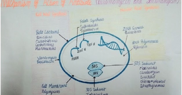 Pharmacology of Drugs: paromomycin-Mechanism of action
