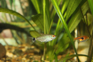 Amazing Fish: Moenkhausia Sanctaefilomenae