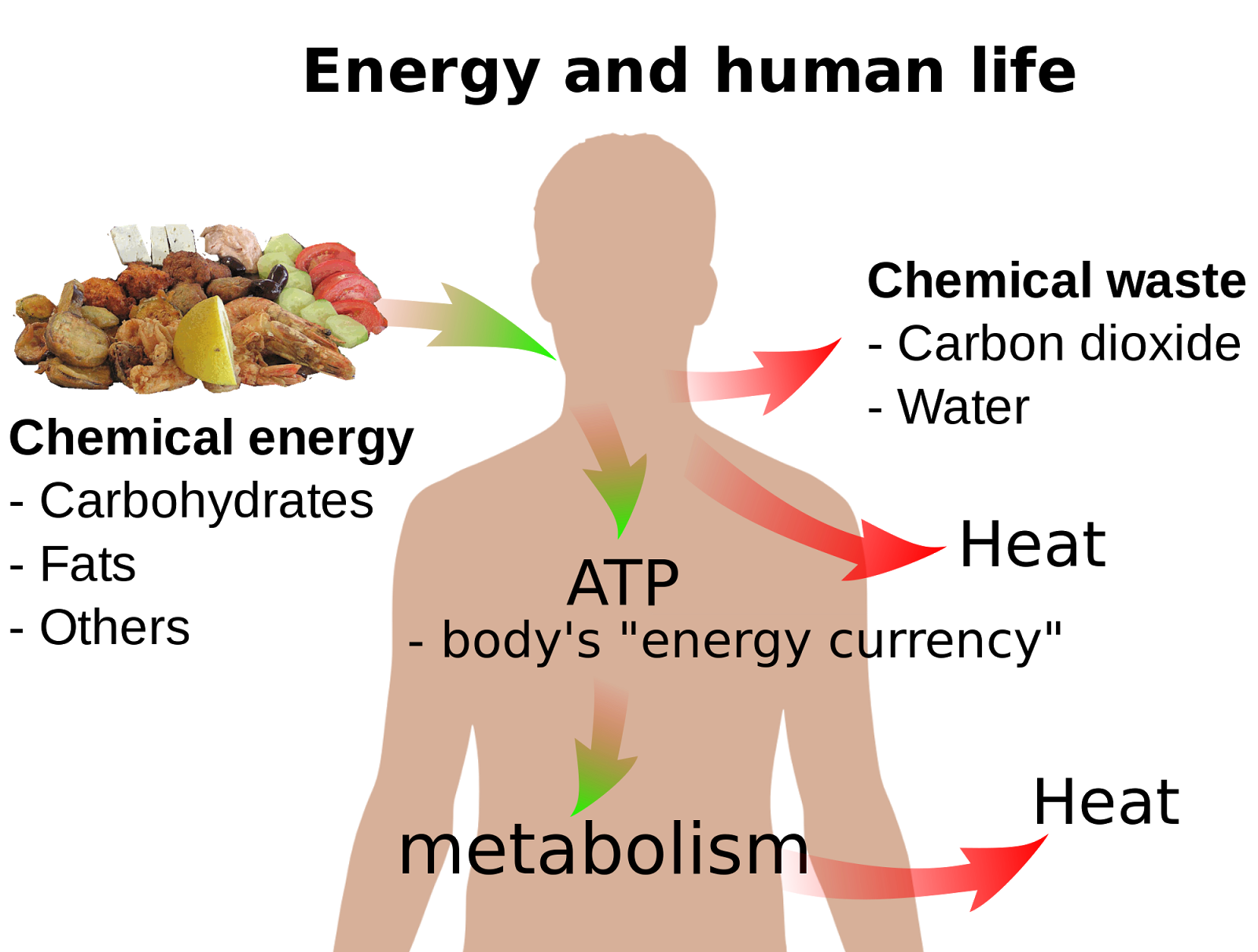 Pengertian, Proses, Dan Jenis – Jenis Metabolisme