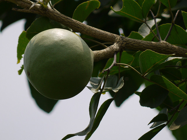 ALMOST EXACTLY: Sacred Plants of Sacred Land