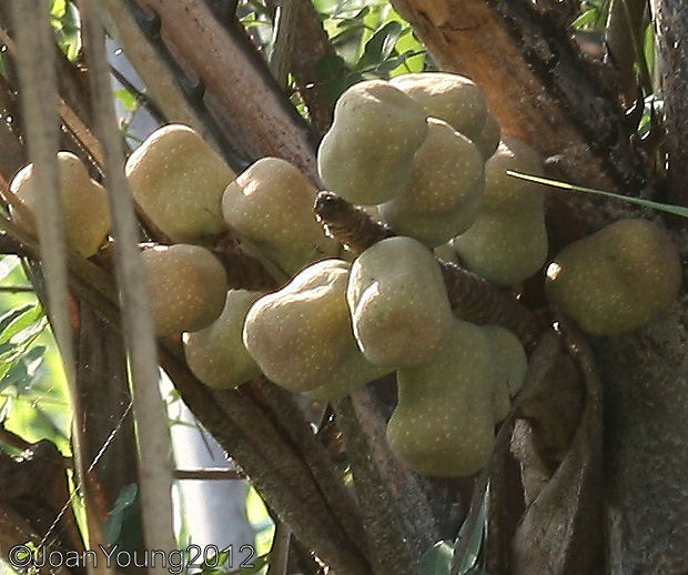 South African Photographs: Ilala Palm (Hyphaene natalensis)