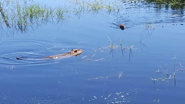 Sentier Scotora pour le mont Andante - Dan en bottines