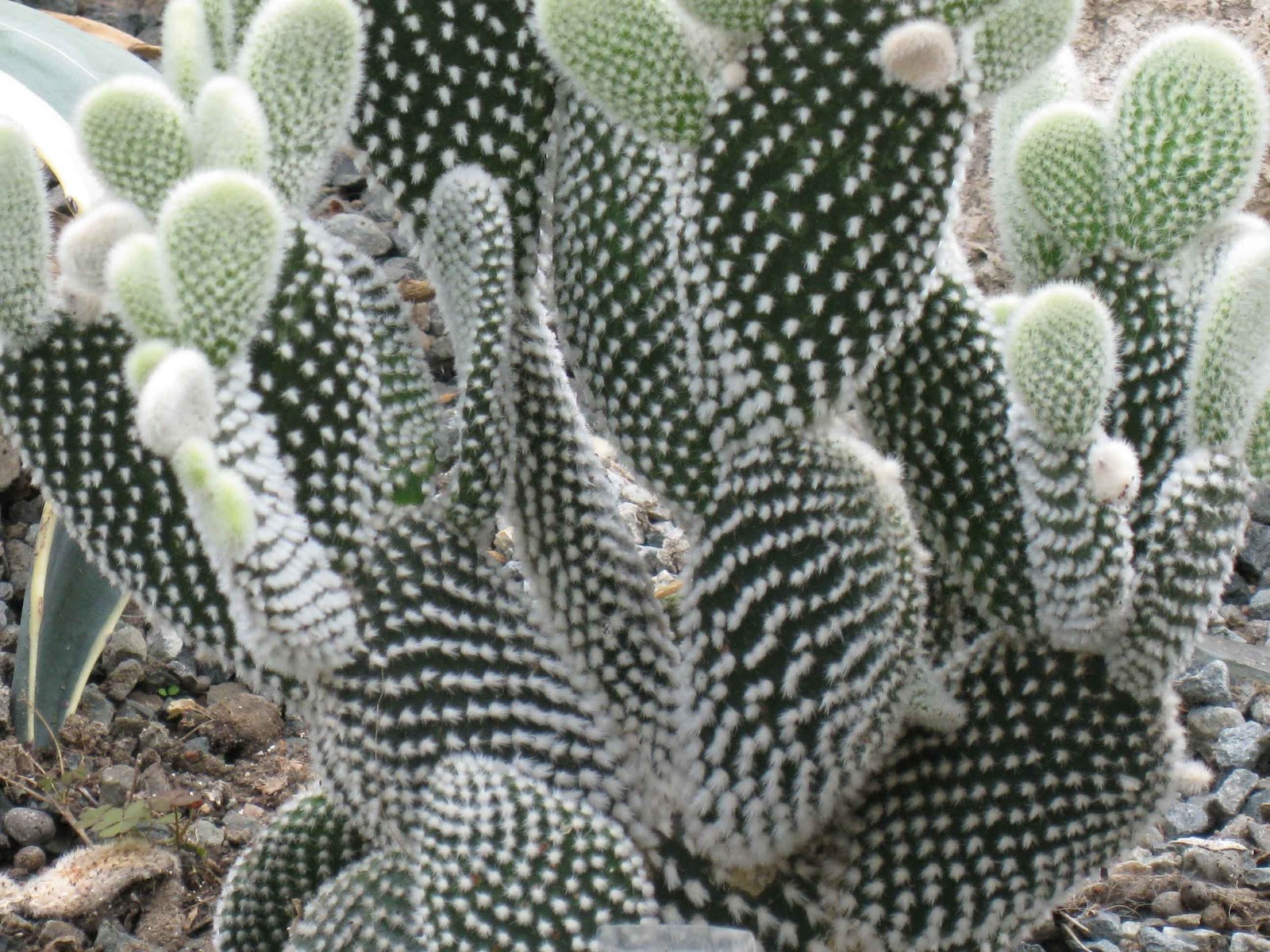 Pip Dickens | Paintings : Toward the Light - Touring Exhibition