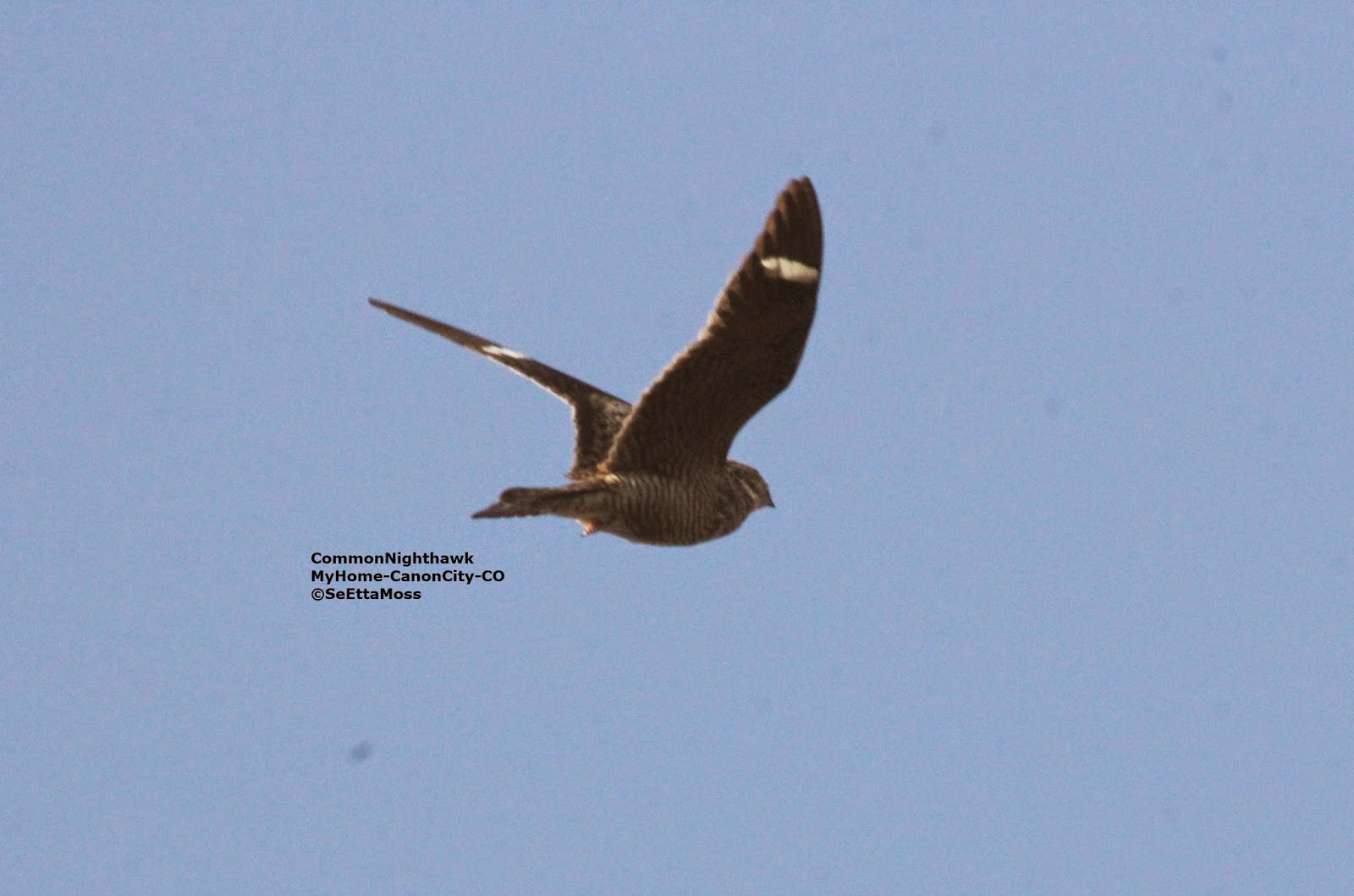 Flock of Common Nighthawks feeding overhead during their migration