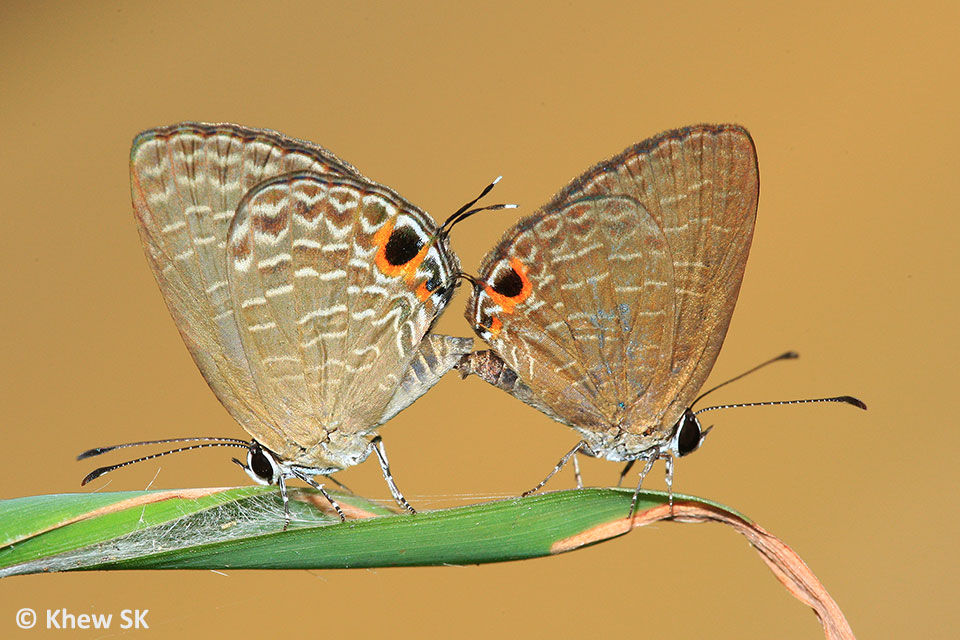 Butterflies of Singapore: Revision to the Common Names of Butterflies 6