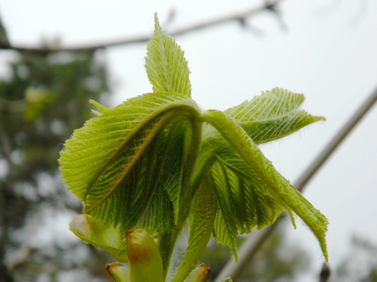 LA MULTI ANI, ROMANIA!: Frunze tinere de castan