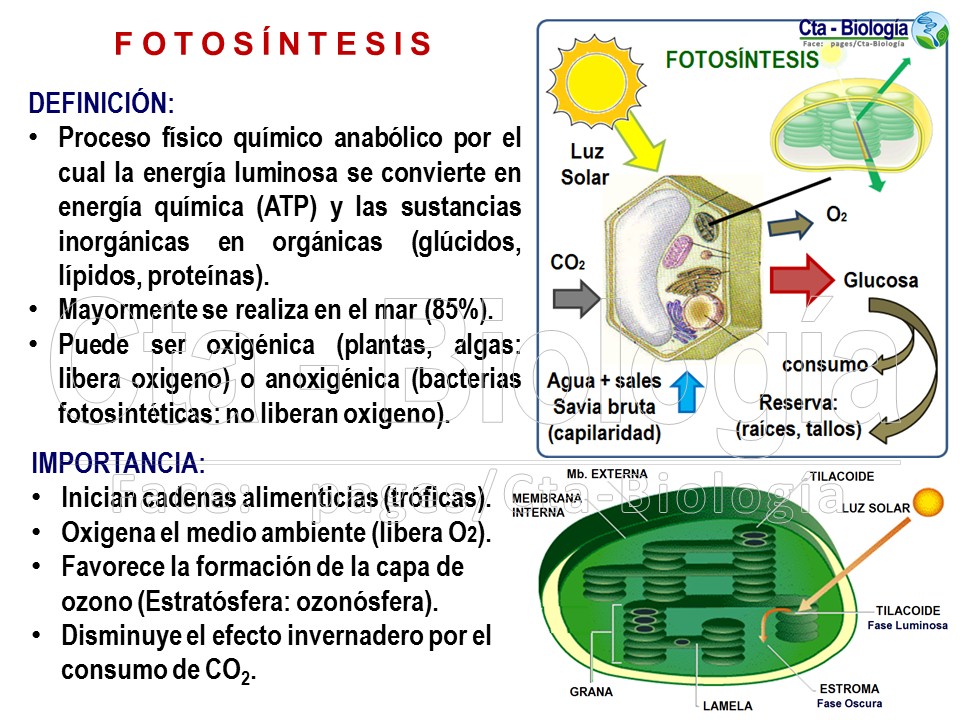 Biología didáctica: Academia Cepreduni - Fotosíntesis y Respiración Celular