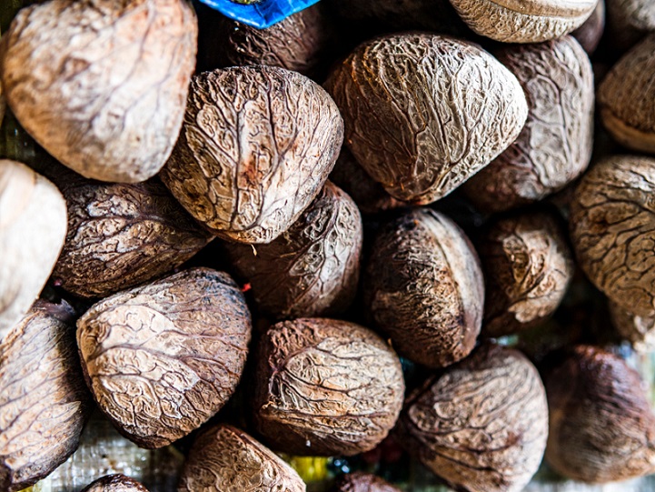 Bagaimana Klasifikasi Ilmiah Pohon Kepayang atau Keluak? | Belajar ...