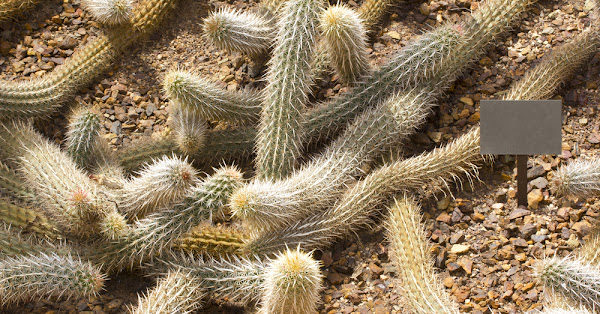 The Cactus That Crawls Across The Desert | Amusing Planet