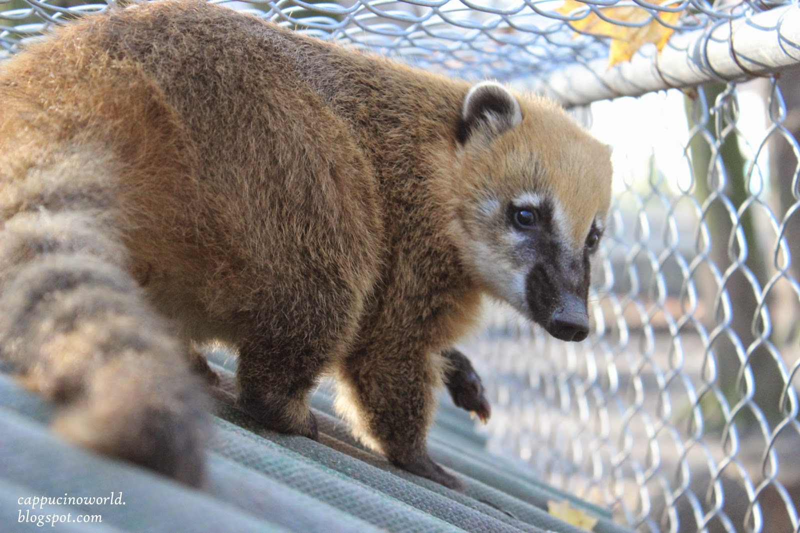 Cappucino World: Ostronosy!