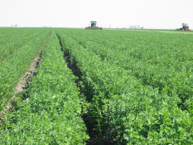 Managing Plant Nutrients: Don’t Forget to Keep Your Alfalfa in Top ...