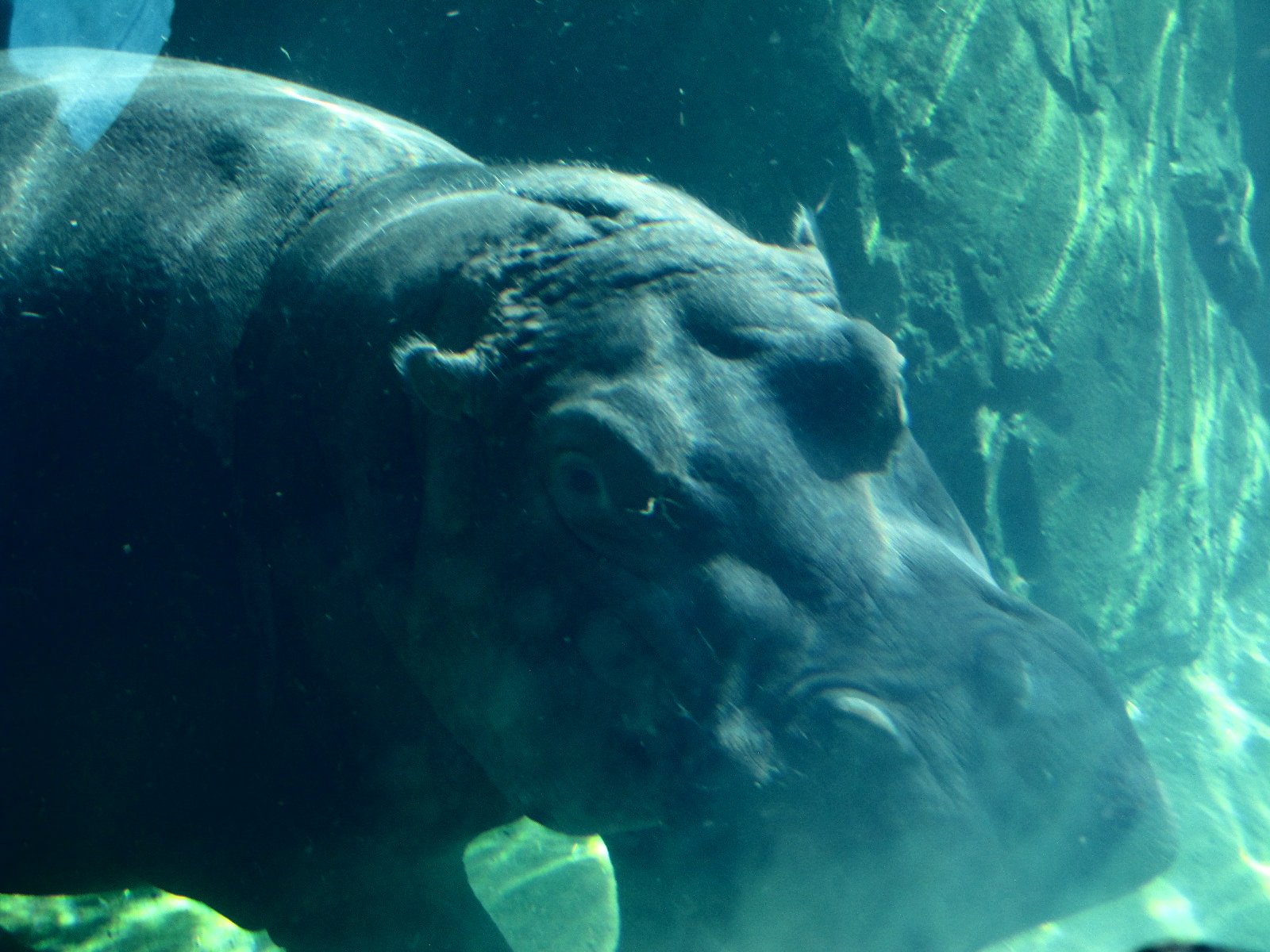 My Polar Bear Friends and Friends of Polar Bears: Remembering Henry the ...