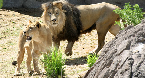Redefining the Face Of Beauty : TOP 10 ZOOS IN AMERICA!