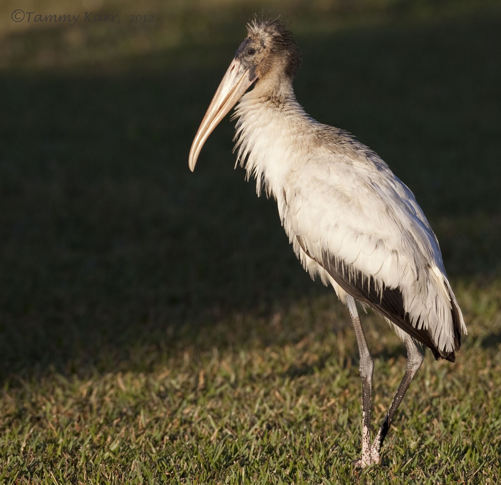 i heart florida birds: A Juvenile Woodstork