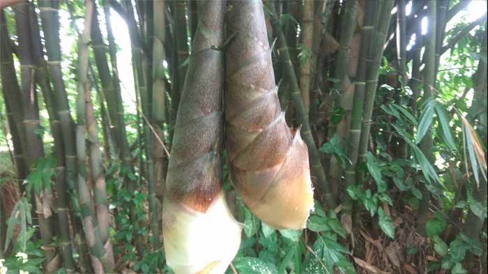 Rebung – Sumber Pangan Kaya Manfaat dari Hutan - Catatan Blog Hunter