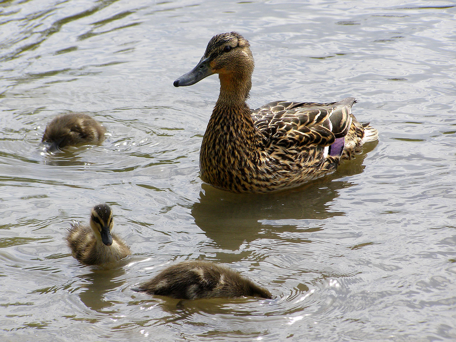 Random Jottings: Ducklings