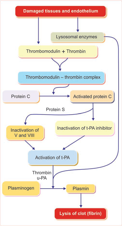 Coagulation of Blood