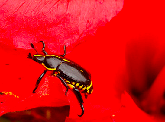 Desaparecimento das Carochinhas