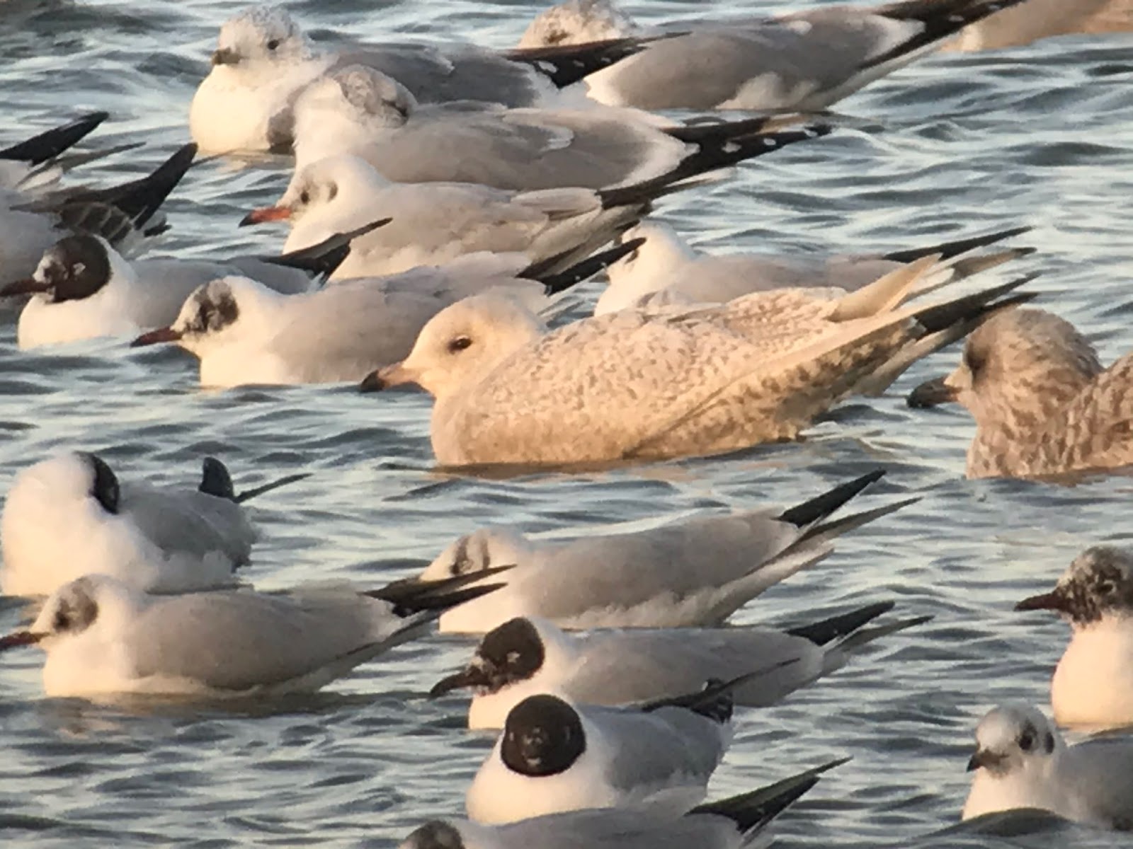Barnsley Bird Sightings: Wintersett + Gull Roost 27.02.20